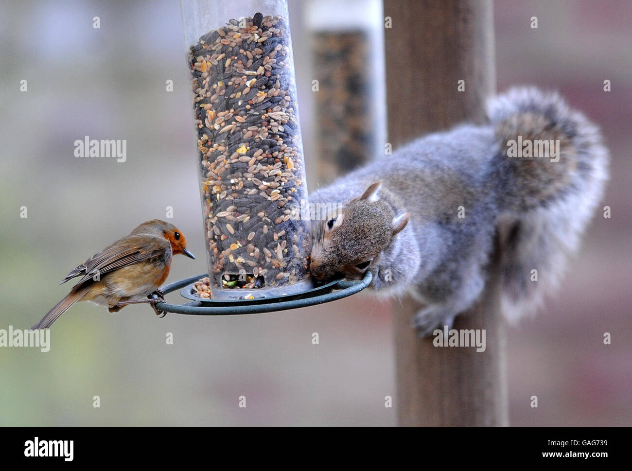 RSPB Big Garden Birdwatch Weekend Stock Photo - Alamy