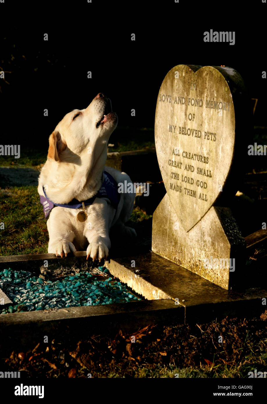 Pdsa Dickin Medal High Resolution Stock Photography and Images - Alamy