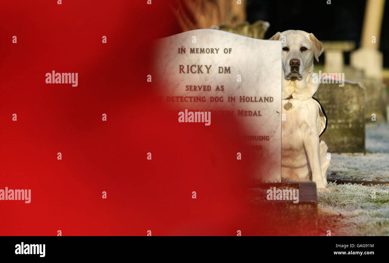 Yellow Labrador Endal, a guide dog who was awarded the first ever ...