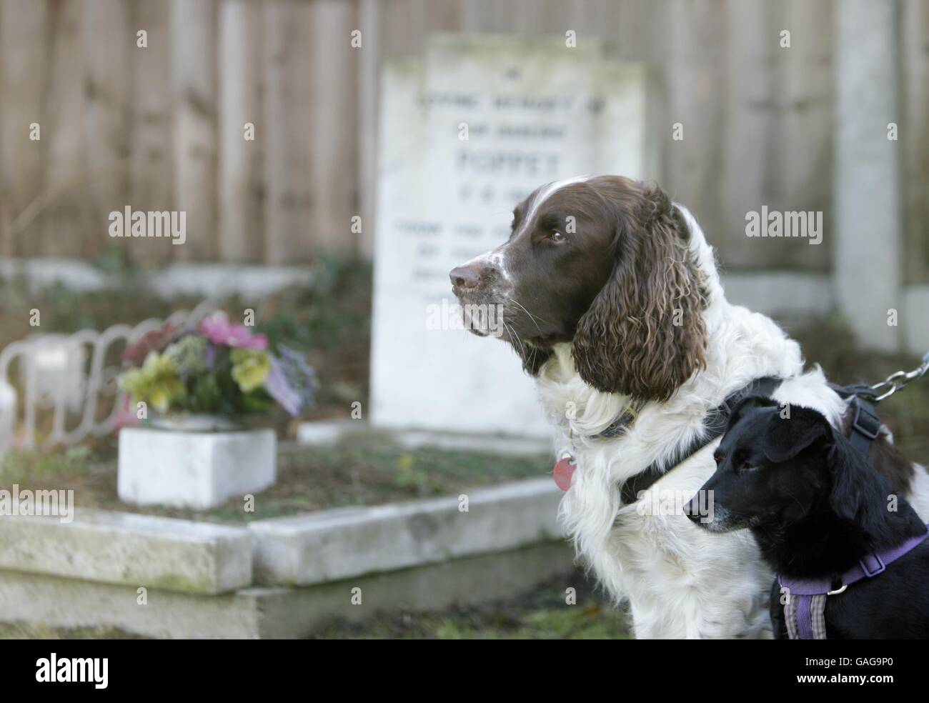 Cocker spaniel Jake (a police explosives search dog, who searched the ...