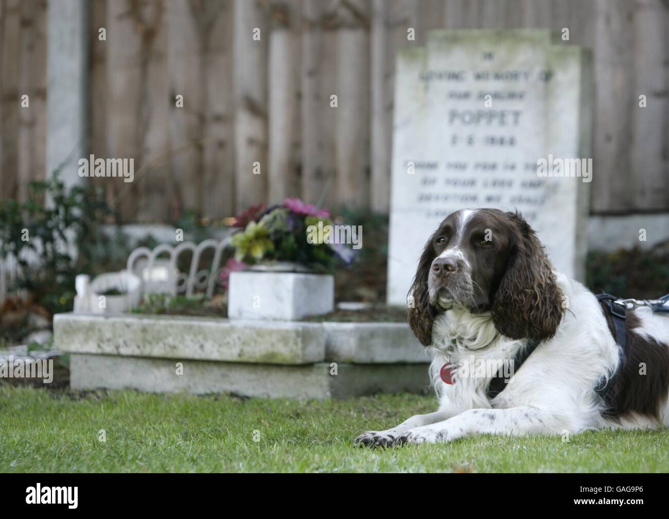 Pdsa dickin medal hi-res stock photography and images - Alamy