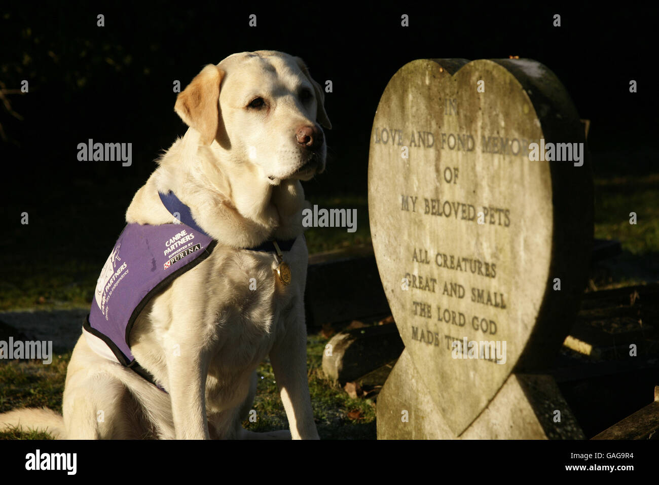 Yellow labrador Endal, a guide dog who was awarded the first ever ...