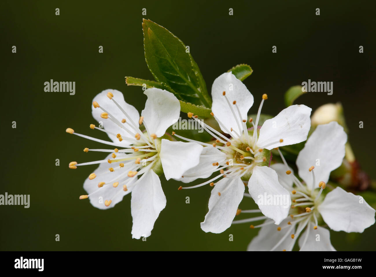 Blackthorn (or Sloe) (Prunus spinosa) flowers in hedgerow in spring ...