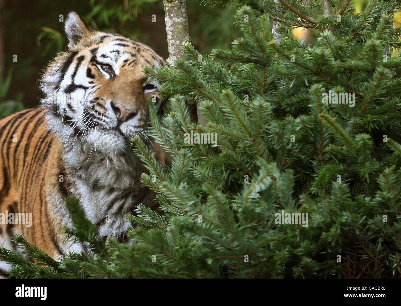 Christmas trees for zoo animals Stock Photo - Alamy