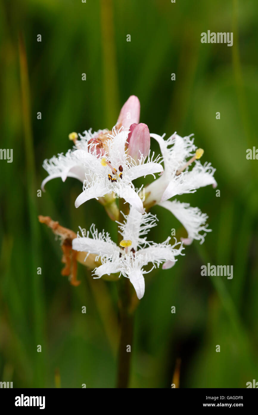 Bogbean (Menyanthes trifoliata) flower growing in pond with grasses ...