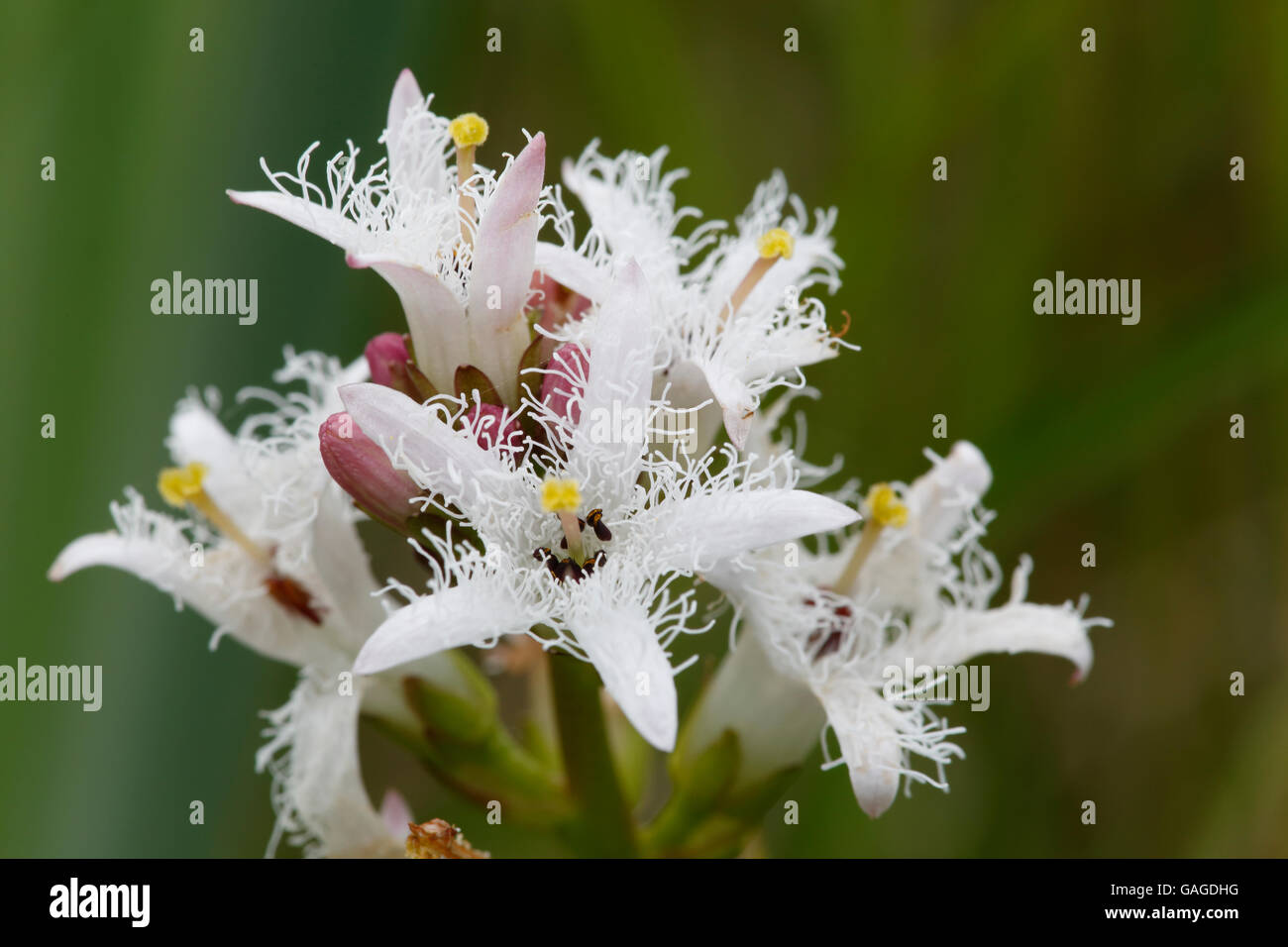 Bogbean (Menyanthes trifoliata) flower growing in pond with grasses ...