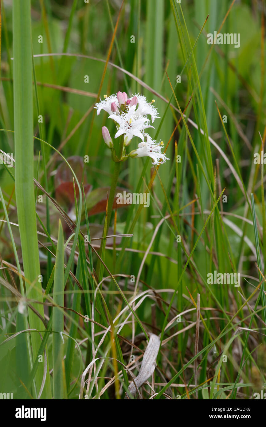 Bogbean (Menyanthes trifoliata) flower growing in pond with grasses ...