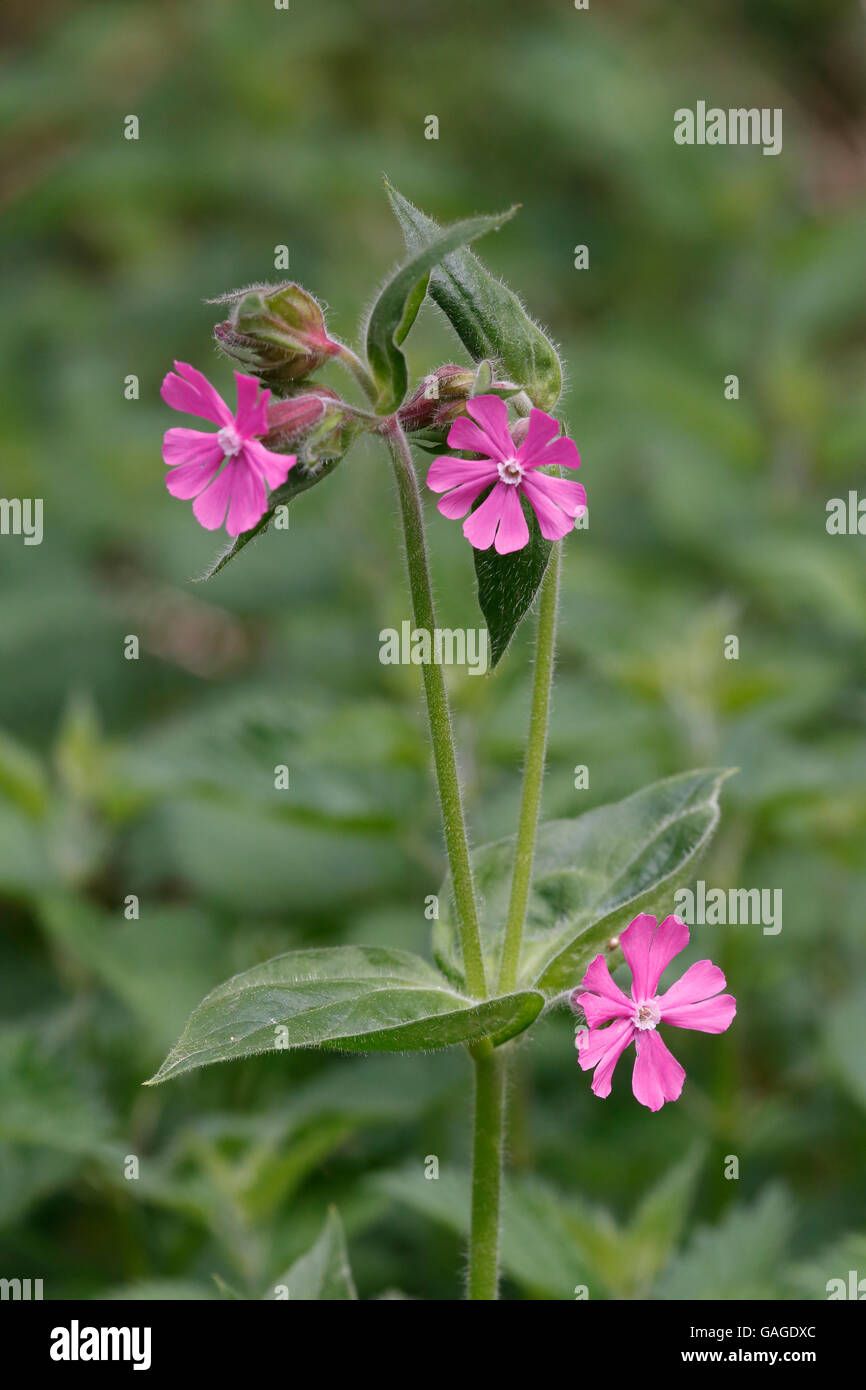 red campion (Silene dioica) flower growing in countryside, Norfolk ...
