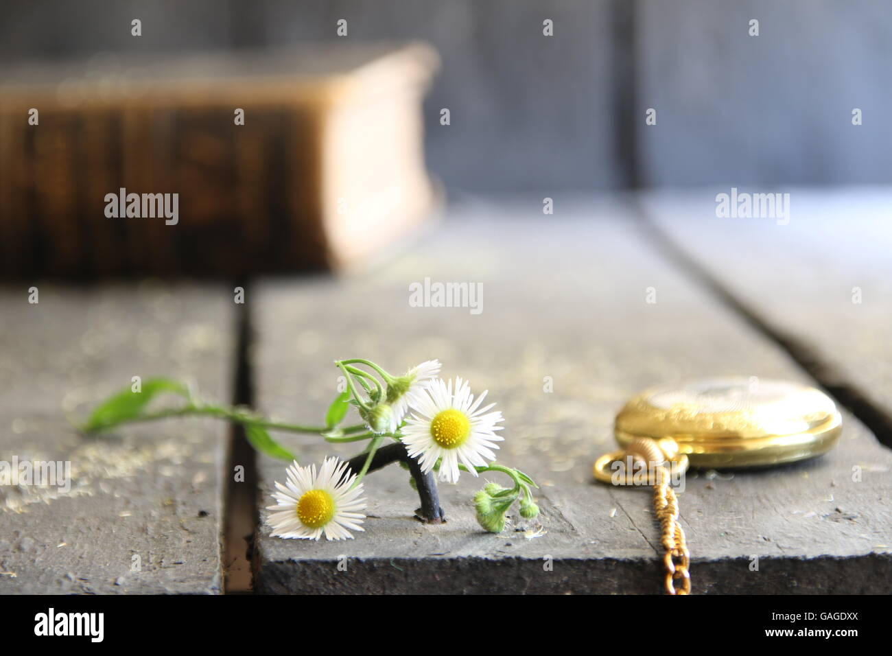 spring flowers and pocket watch - flower background Stock Photo - Alamy