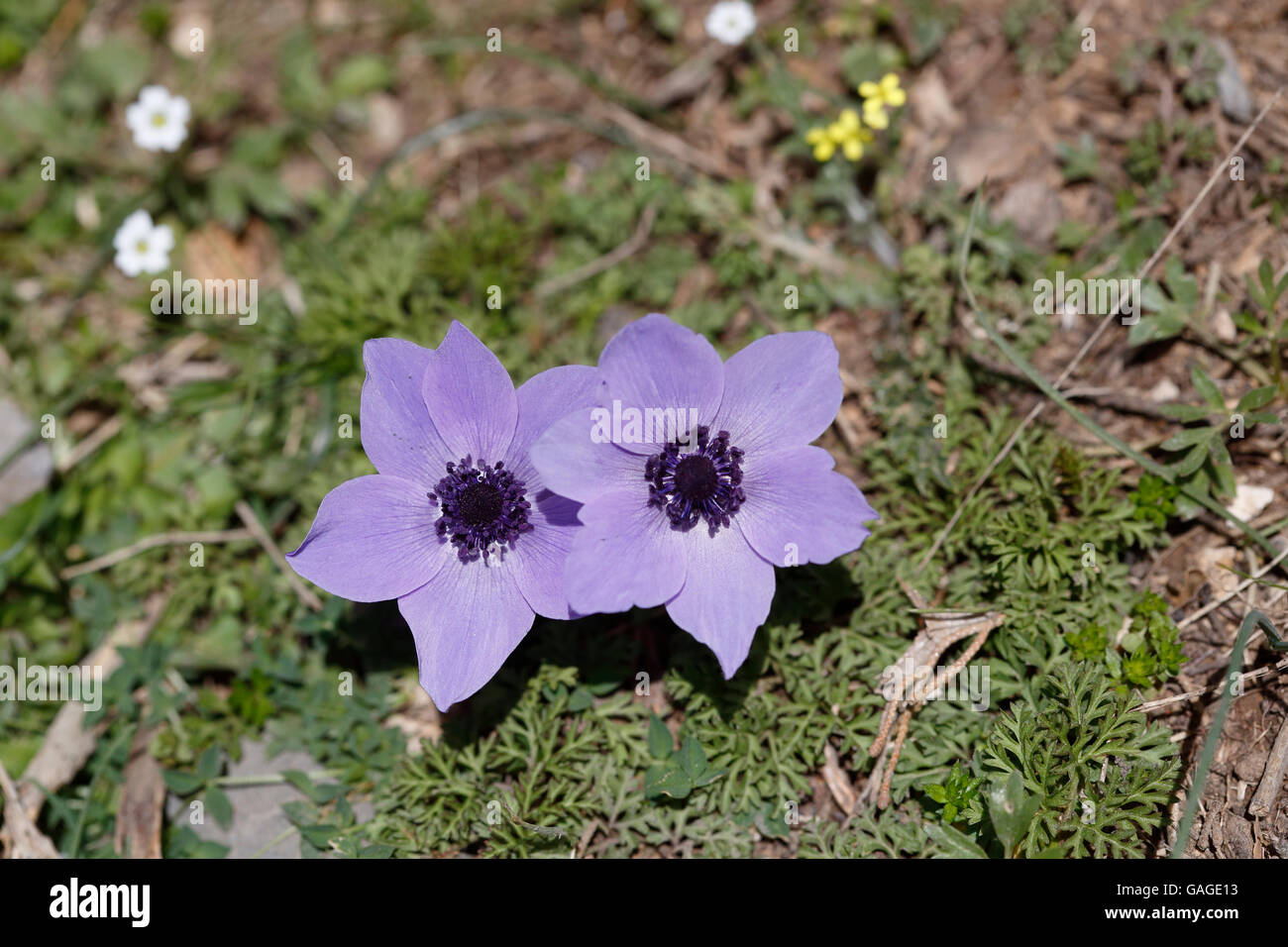 Crown Anemone (Anemone coronaria) flower growing in short vegetation ...