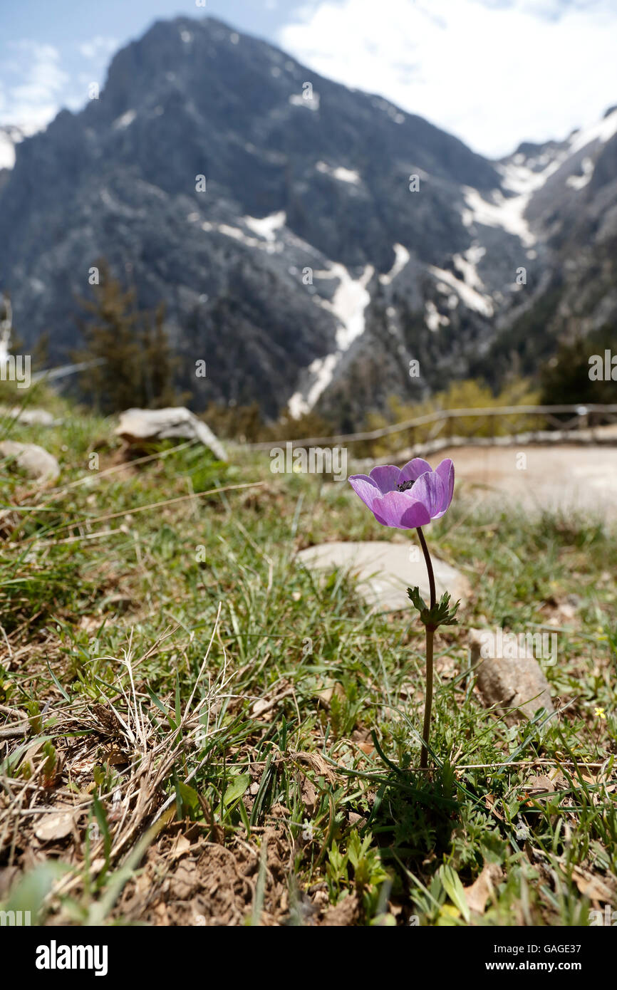 Crown Anemone (Anemone coronaria) flower growing in short vegetation ...