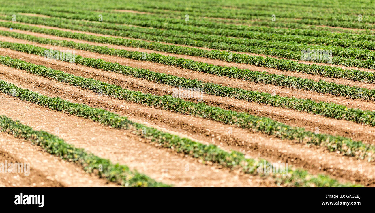 Green house interiors, vegetable production Stock Photo - Alamy