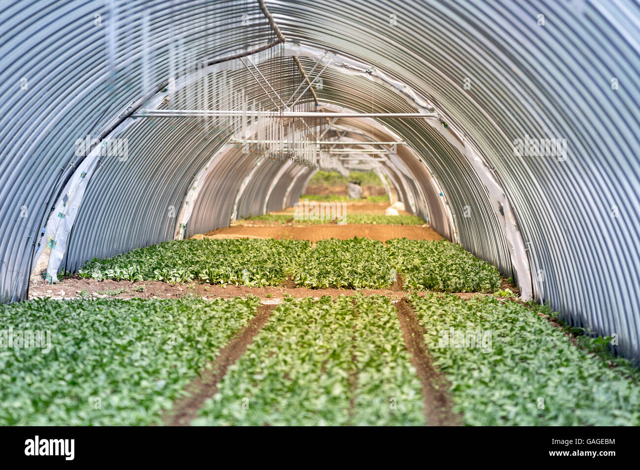 Vegetable production hi-res stock photography and images - Alamy