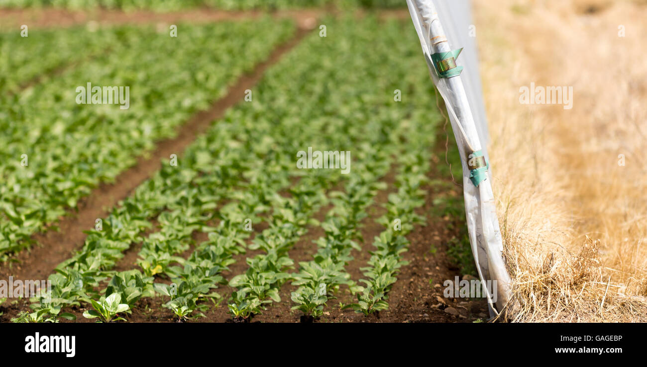 Vegetable production hi-res stock photography and images - Alamy
