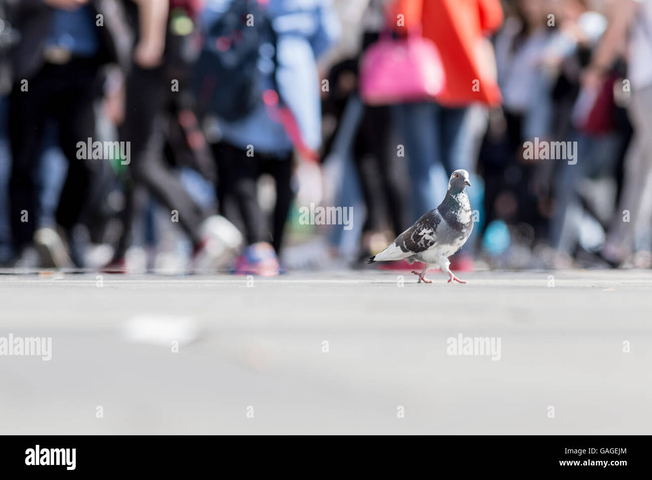 Pigeon walking outdoor, urban concepts Stock Photo - Alamy