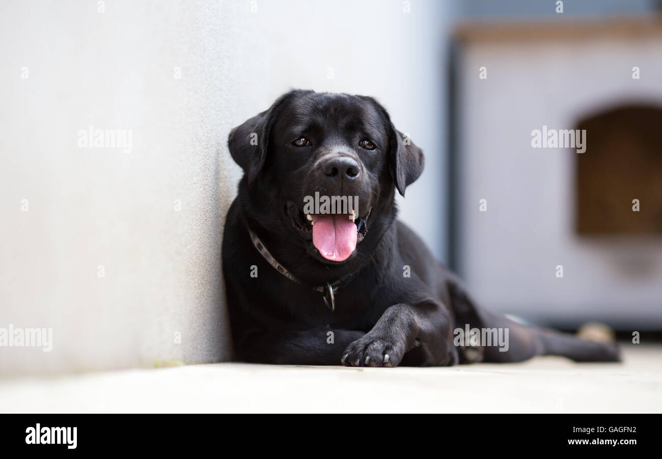 Labrador retriever in a backyard with a dog house Stock Photo - Alamy