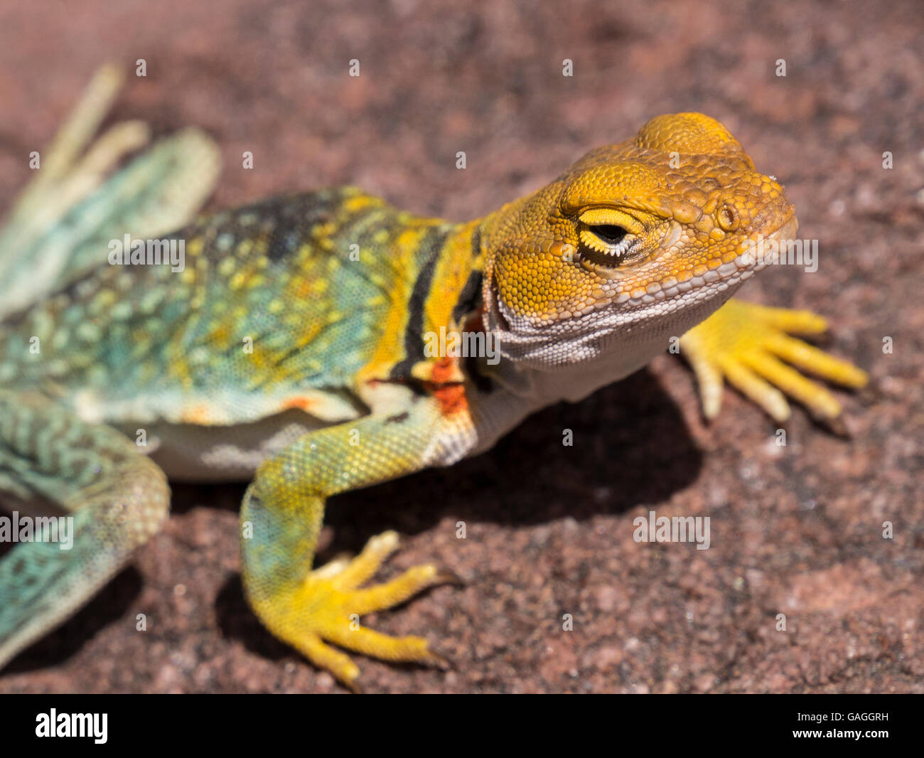 Crotaphytus collaris hi-res stock photography and images - Alamy