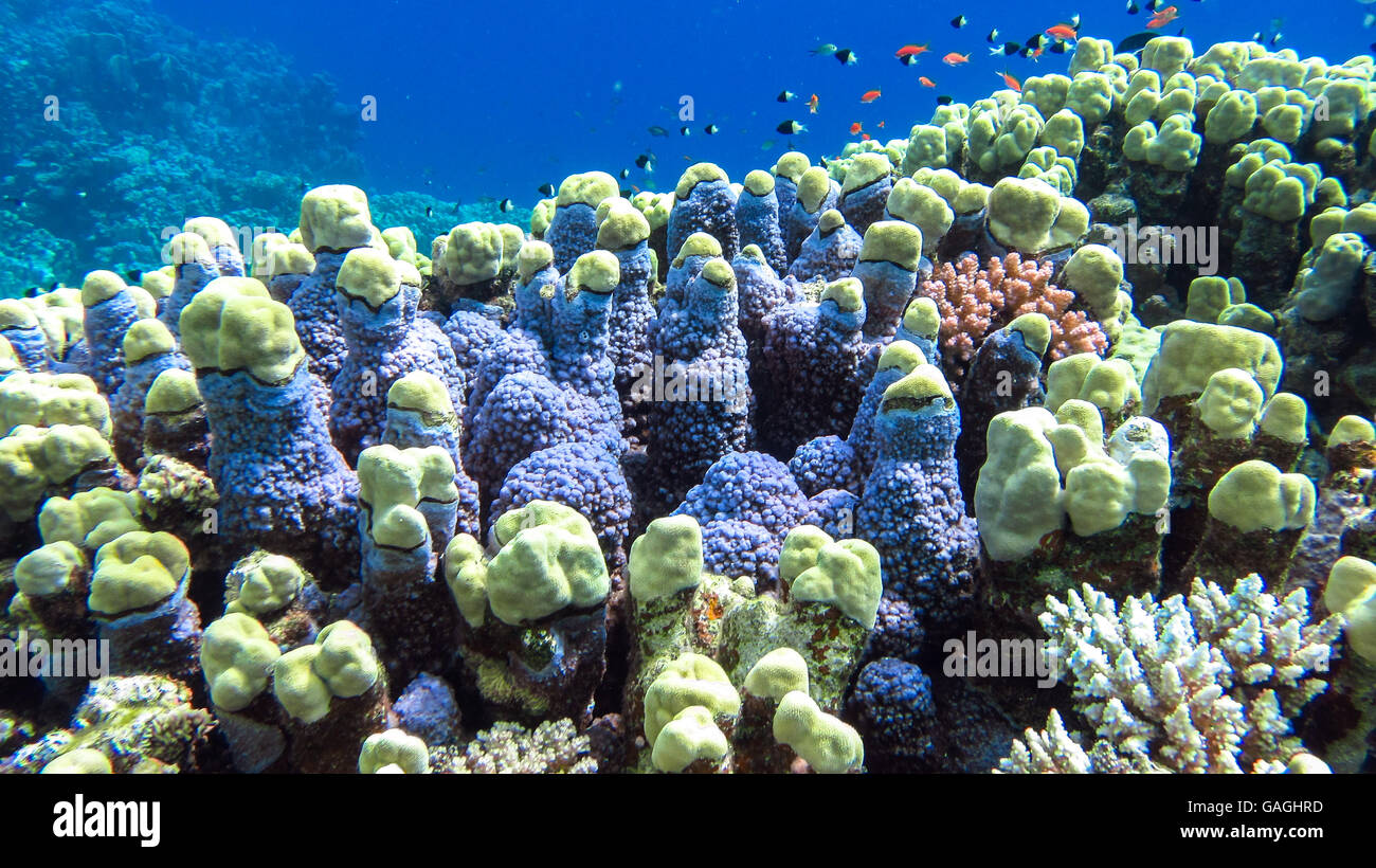 Corals, Egypt, Marsa Alam Stock Photo - Alamy