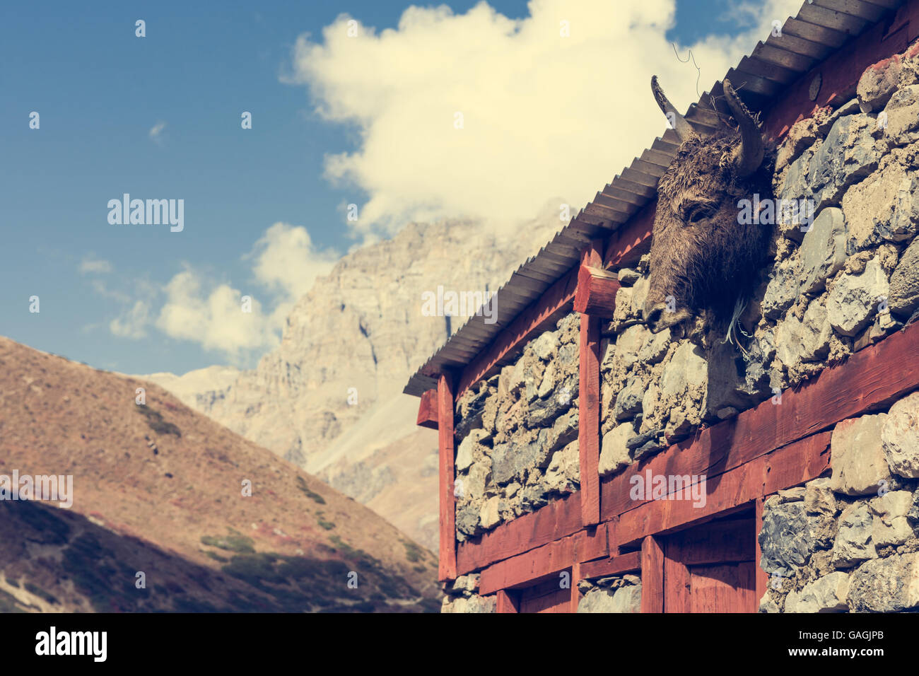 Yak head on a building Stock Photo - Alamy