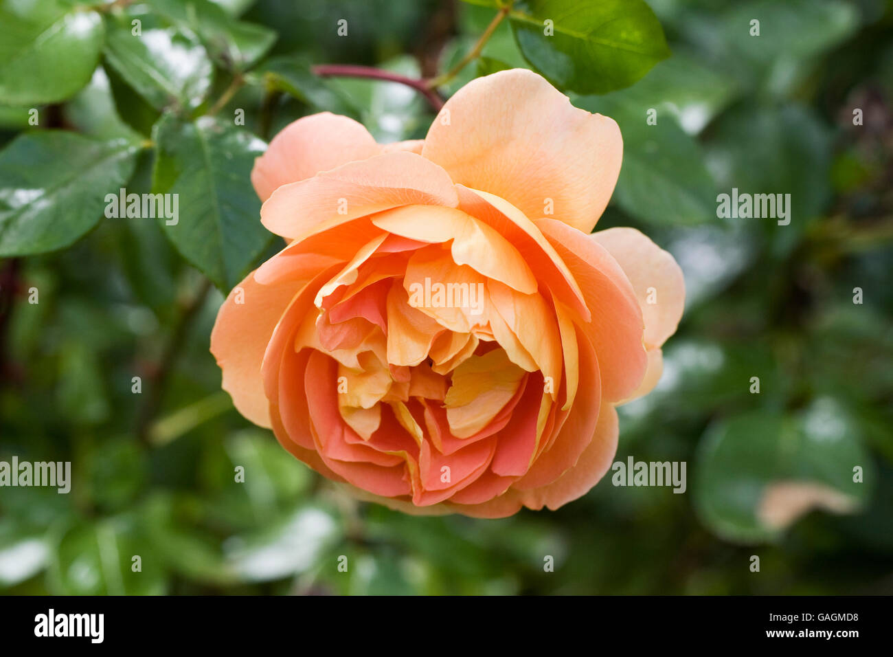 Rosa Pat Austin 'Ausmum'. Double orange rose Stock Photo - Alamy