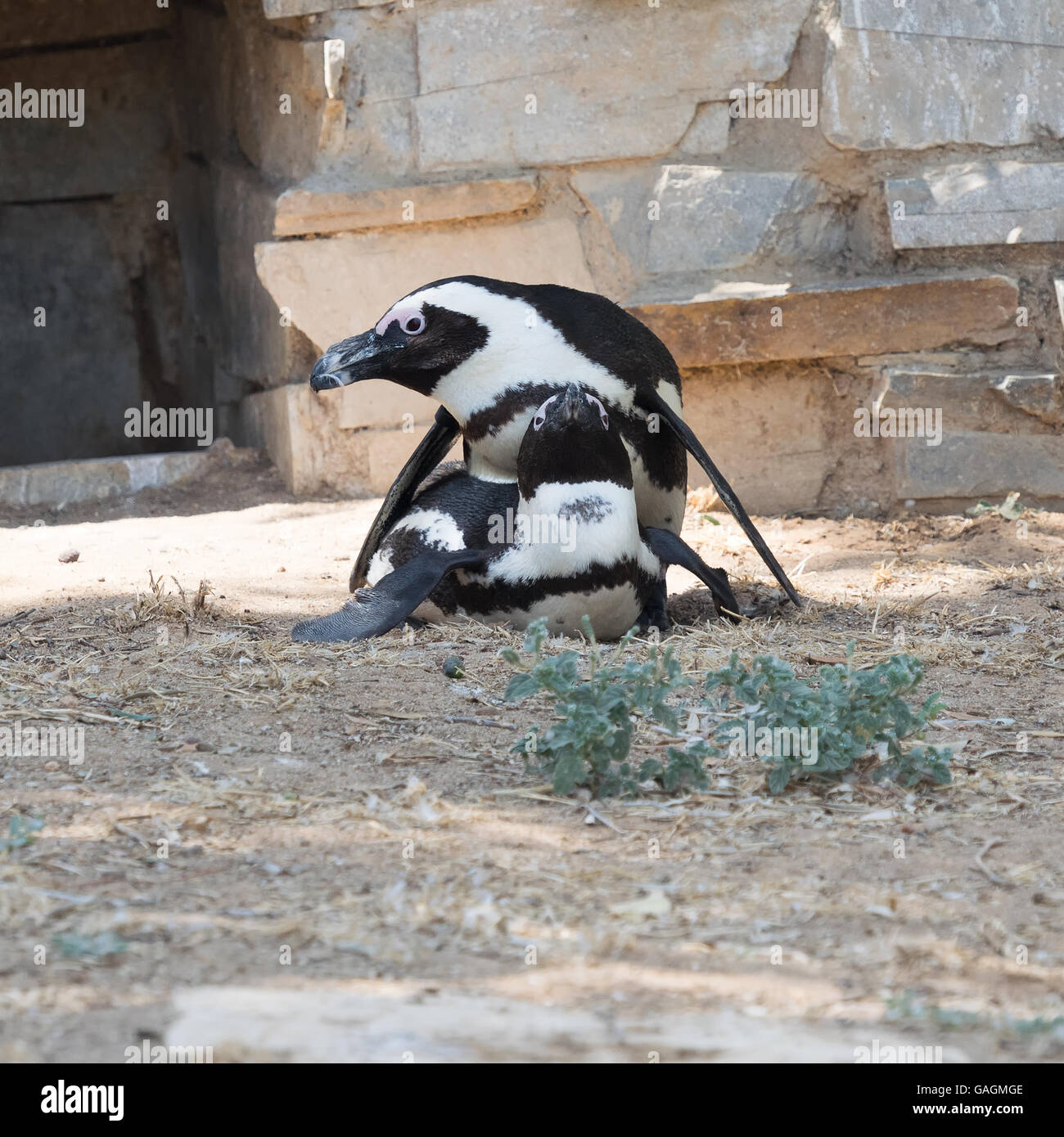 Keep Calm And Hug A Penguin