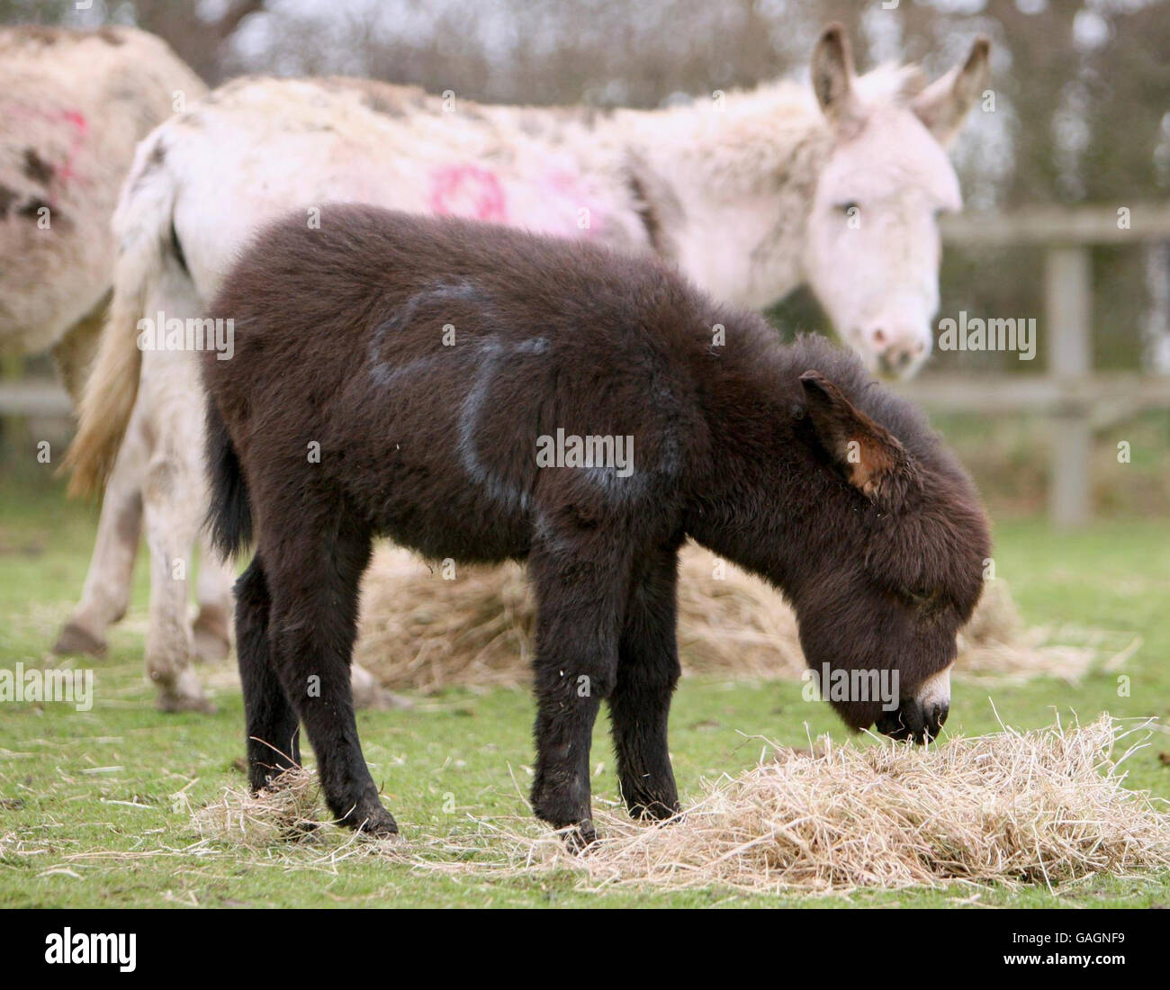 Showing farm animals hi-res stock photography and images - Alamy