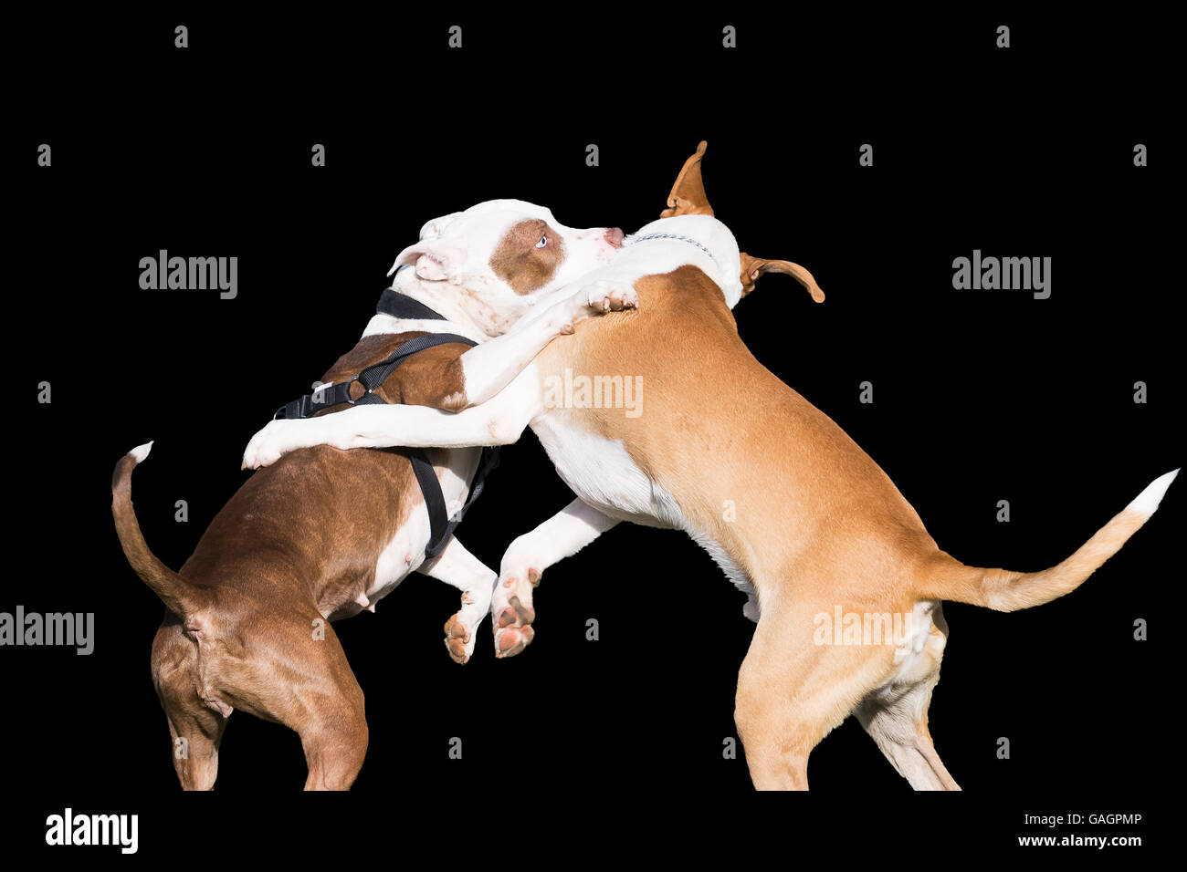 Aggressive dogs hi-res stock photography and images - Alamy