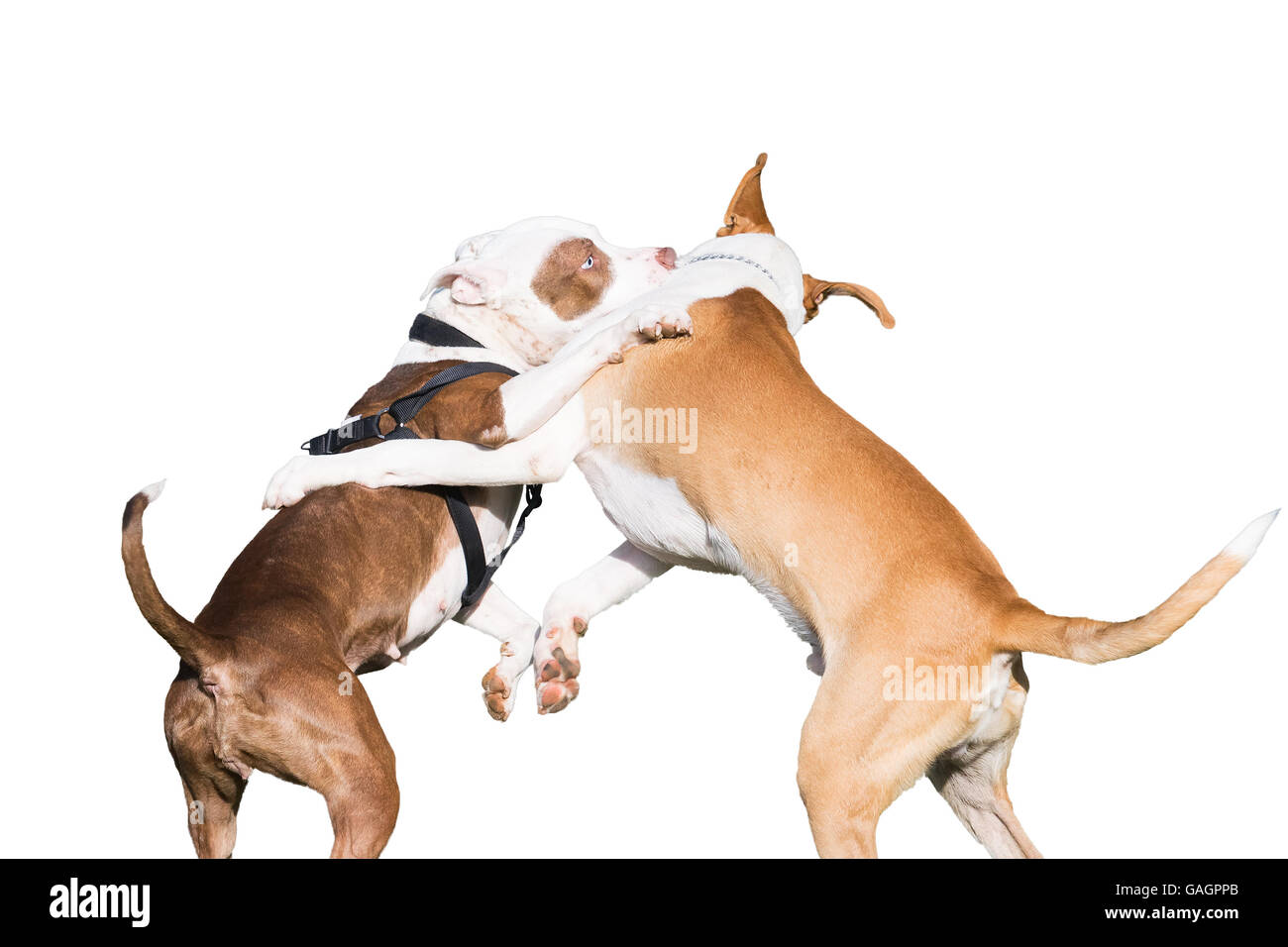 Pitbull dog attack hi-res stock photography and images - Alamy