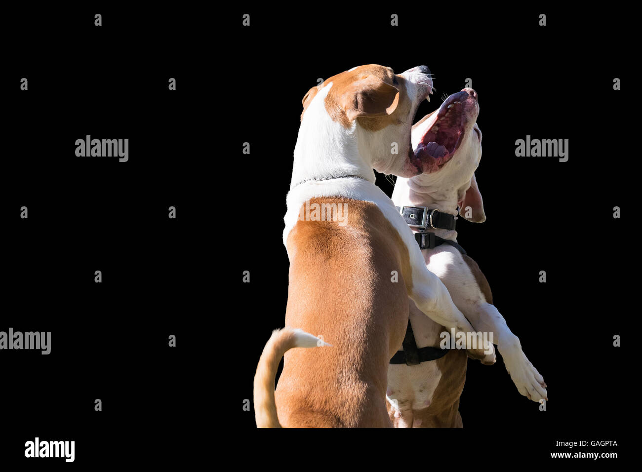 Dogs power isolated on black Stock Photo - Alamy