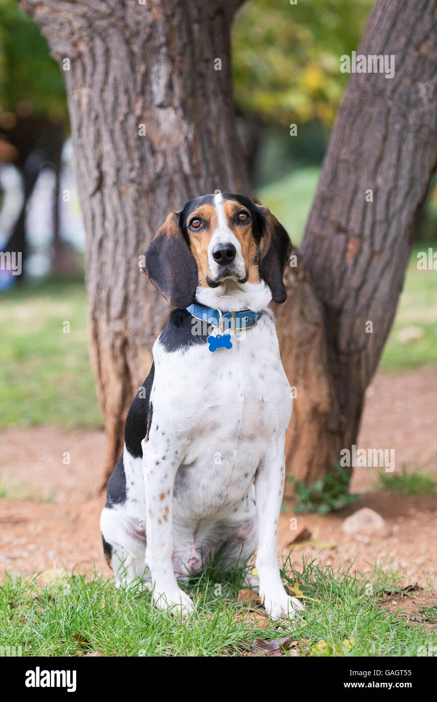 Hunt dog head hi-res stock photography and images - Alamy