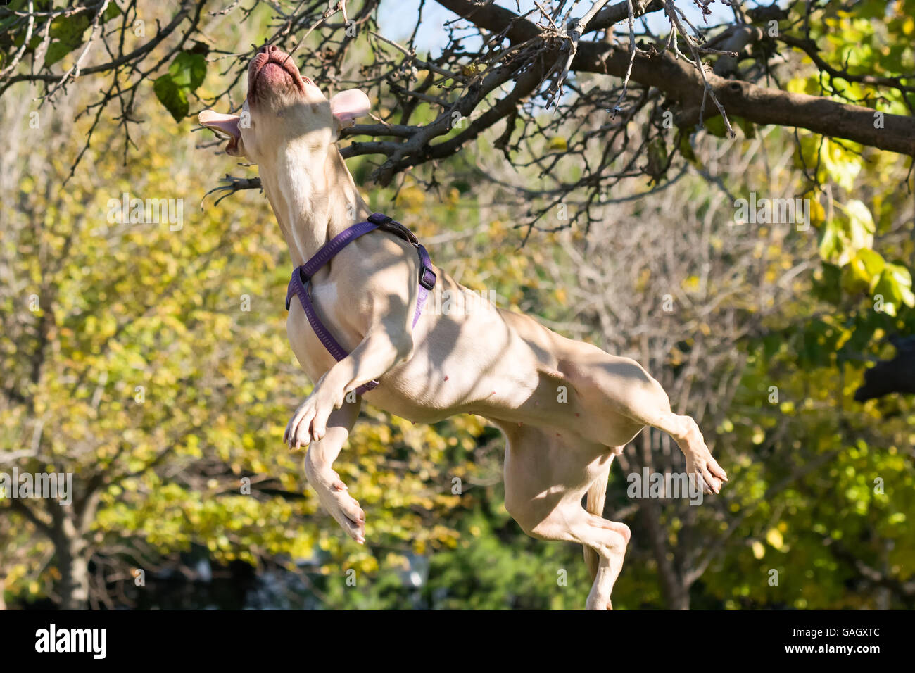 American Staffordshire terrier power jumping high to reach a branch ...