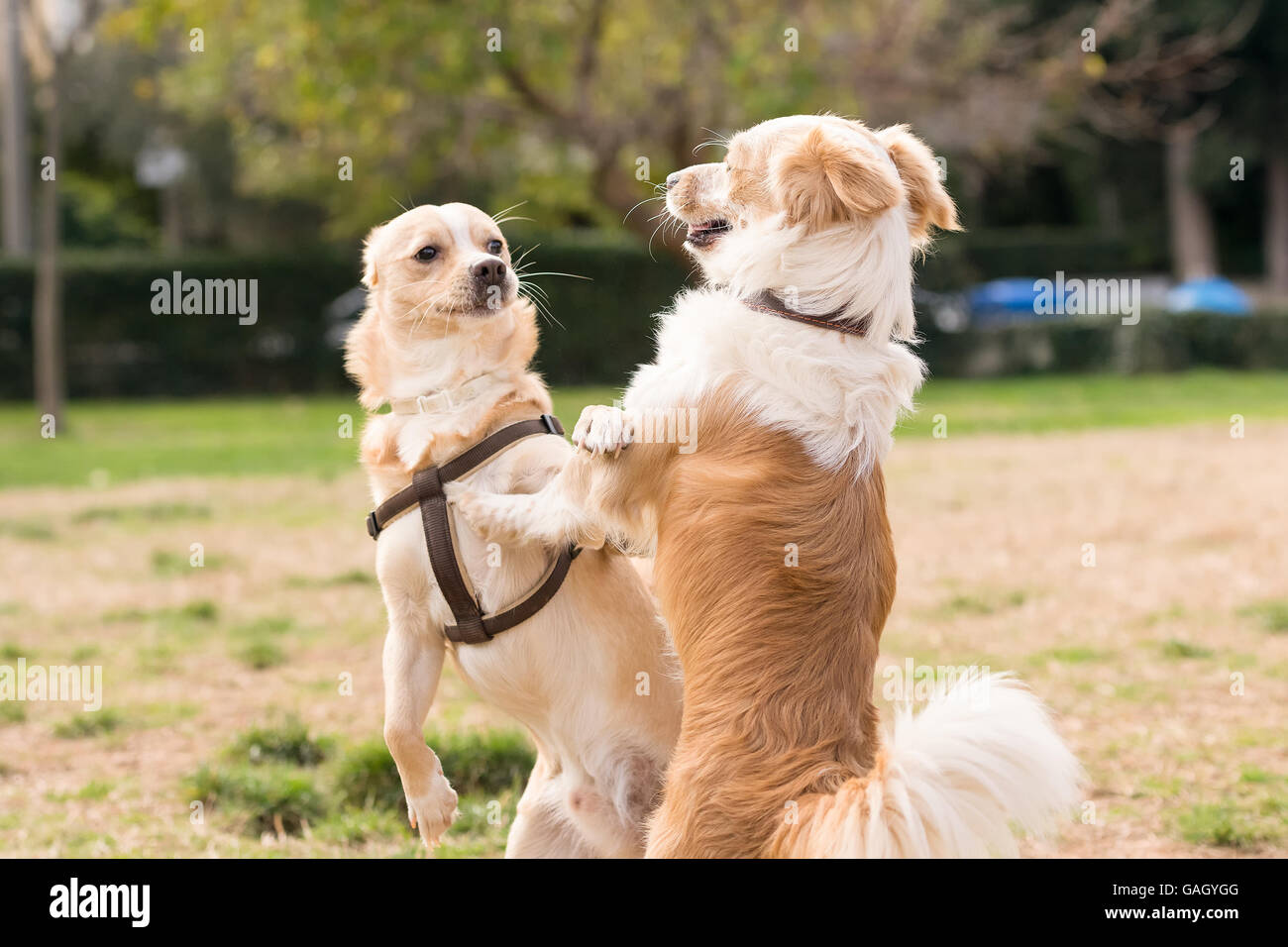 Two mini dogs against each other. A beautiful moment of playing in a ...