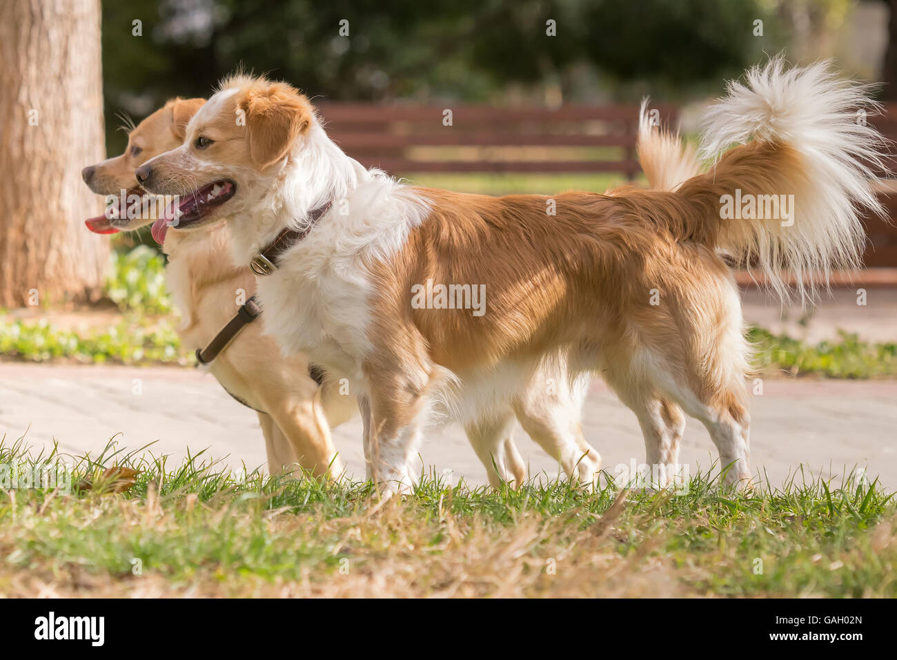 Two mini dogs at a park Stock Photo - Alamy