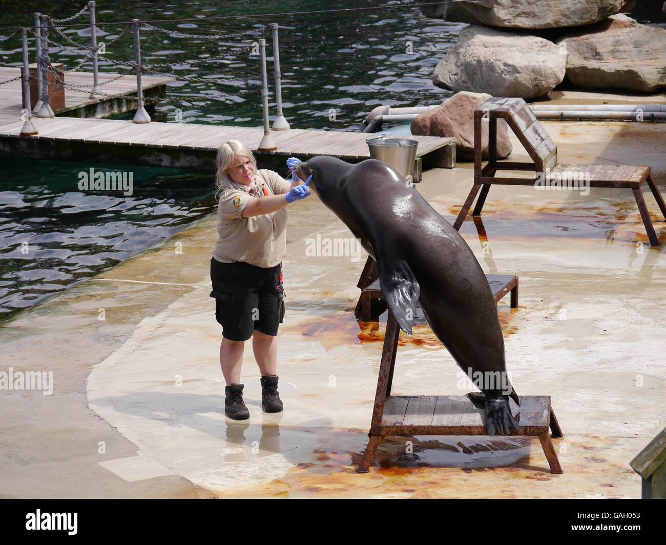 A Sealion trainer points to the ears of the animal at a wildlife park ...