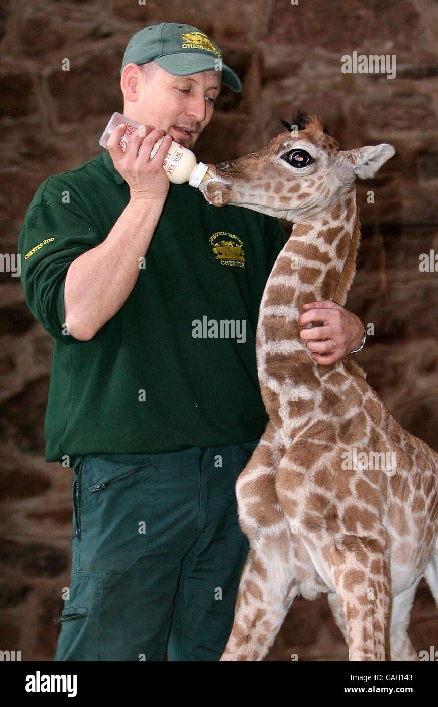 Hand-reared baby giraffe Stock Photo - Alamy