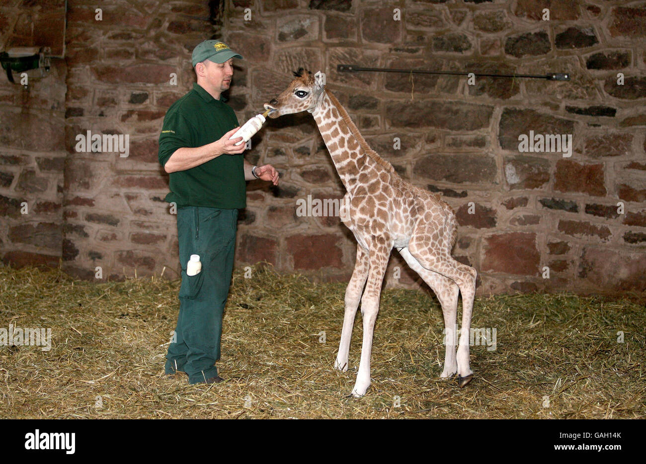 Hand-reared baby giraffe Stock Photo - Alamy