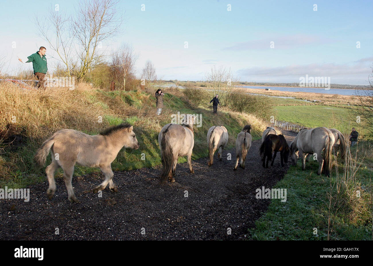 Ponies released to restore wetland habitat. Konik ponies are released ...