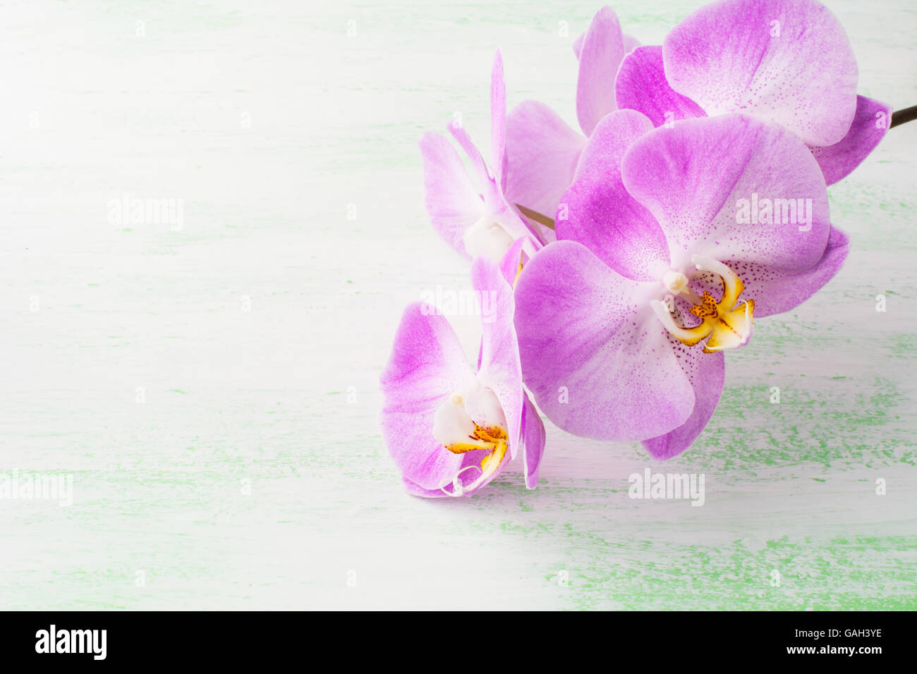 Pink phalaenopsis orchids branch . Flower frame. Flower background ...