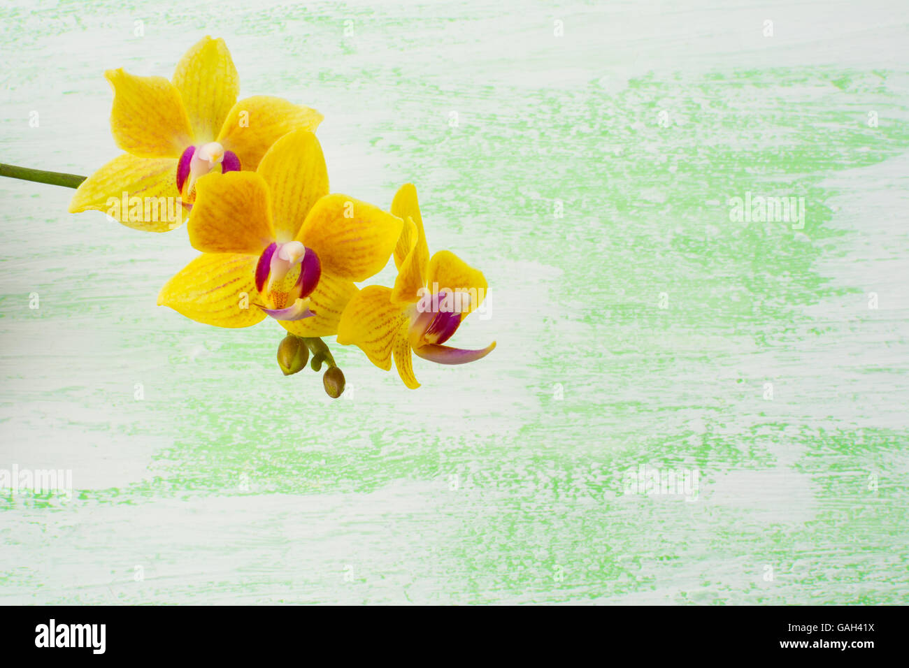 Yellow phalaenopsis orchids branch. Flower frame. Flower background ...