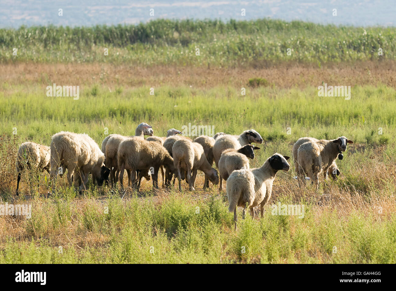 Sheep herd shepherds outside in the nature Stock Photo - Alamy