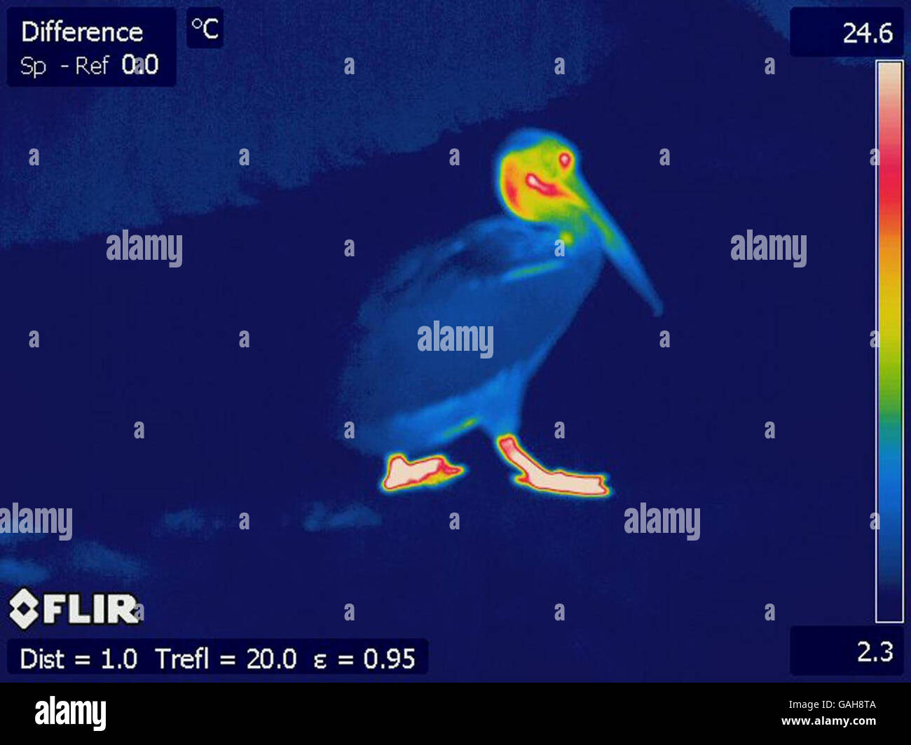 Bird imaging hi-res stock photography and images - Alamy