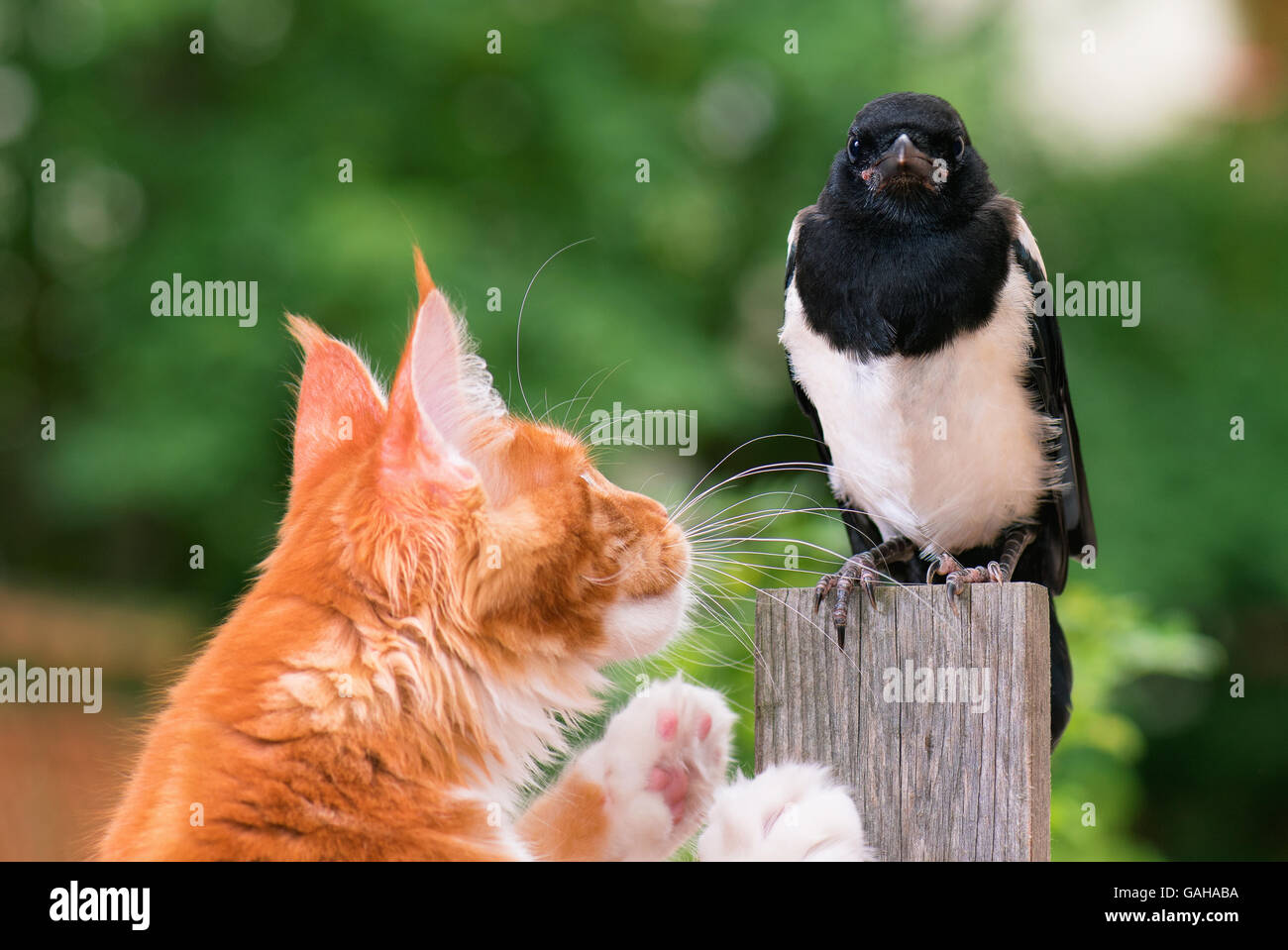 Cat hunted a bird Stock Photo - Alamy