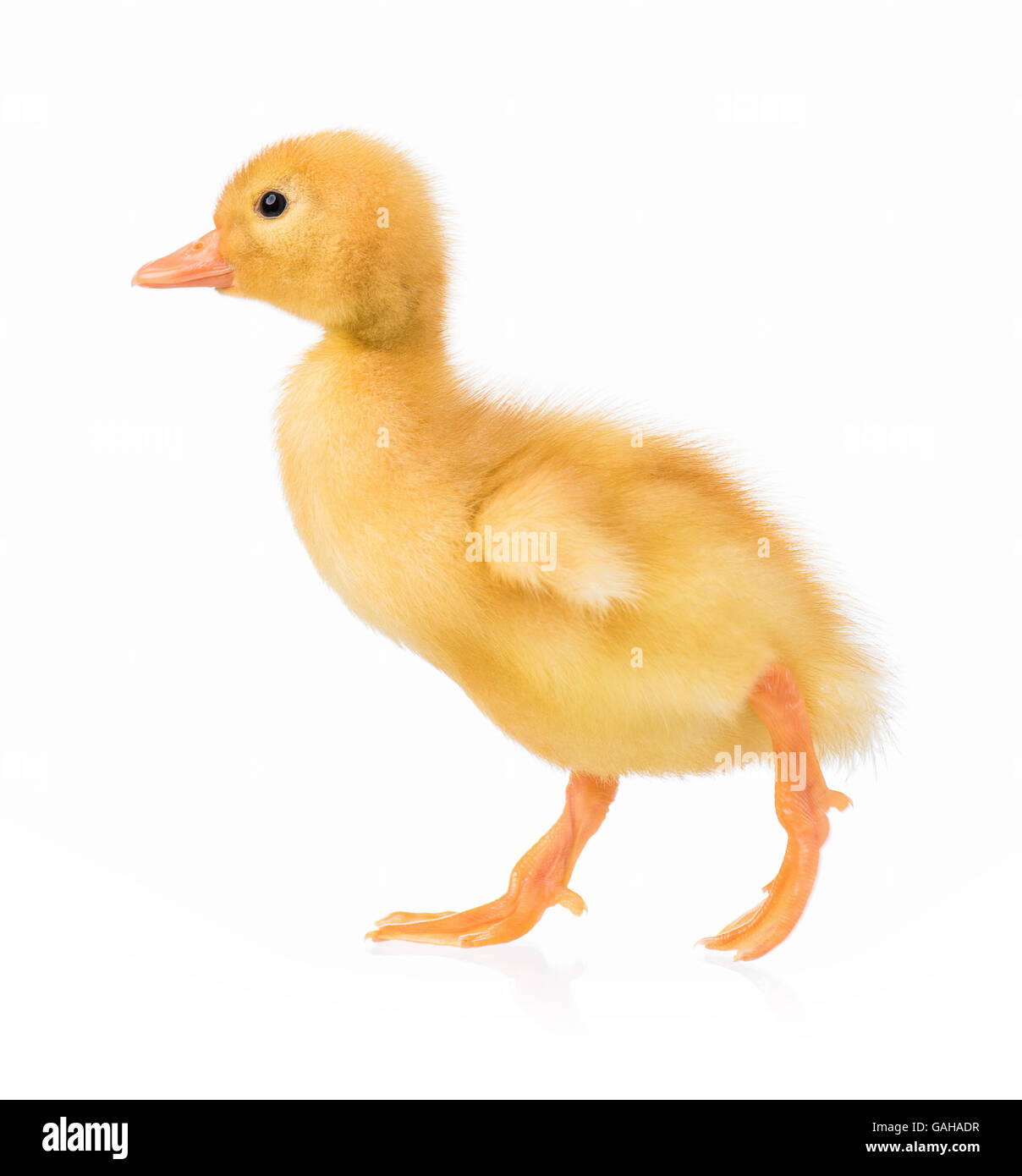 Cute little duckling Stock Photo - Alamy