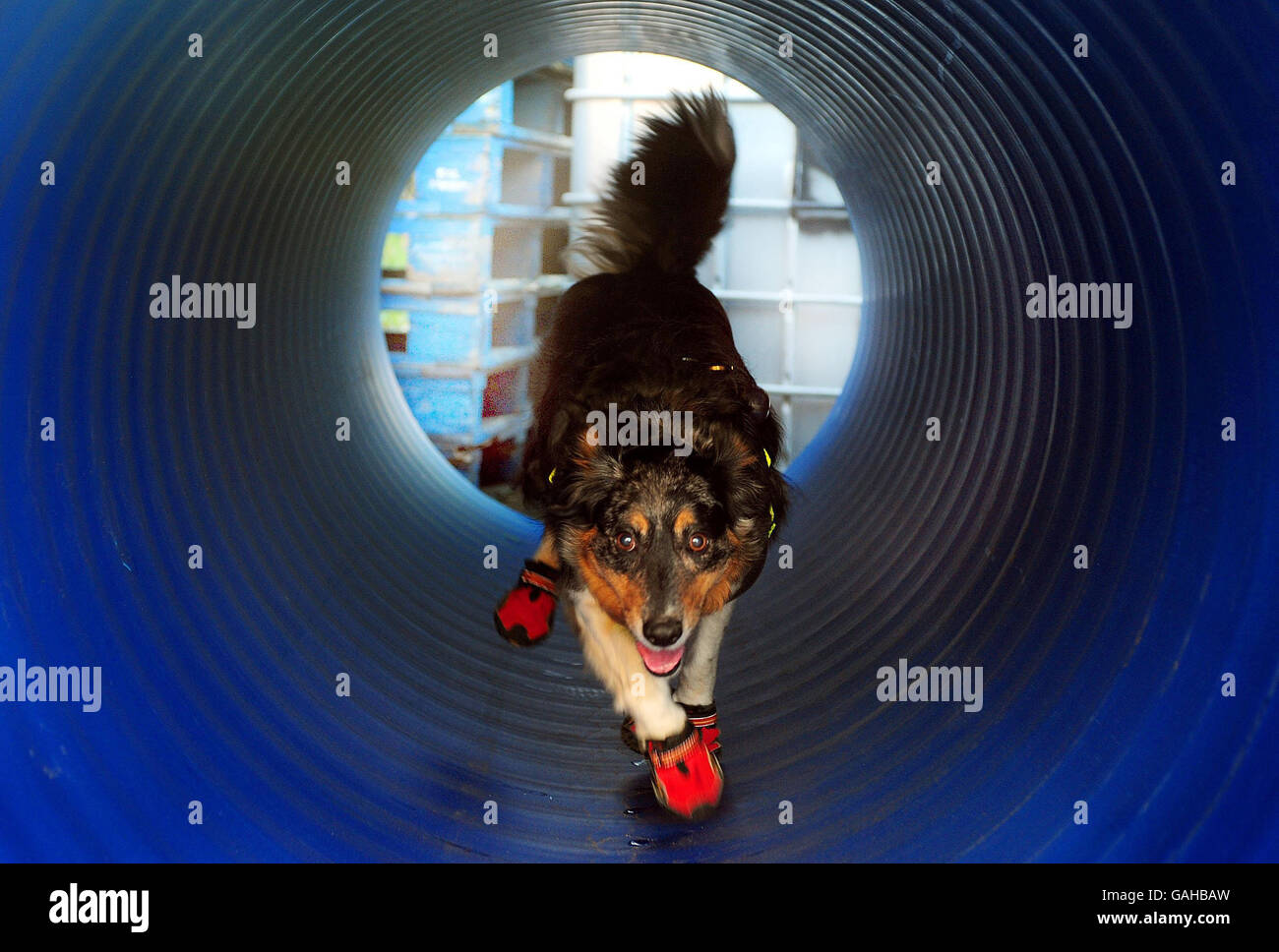 Collie Gemma, part of a new elite canine squad, during a mock rescue at ...