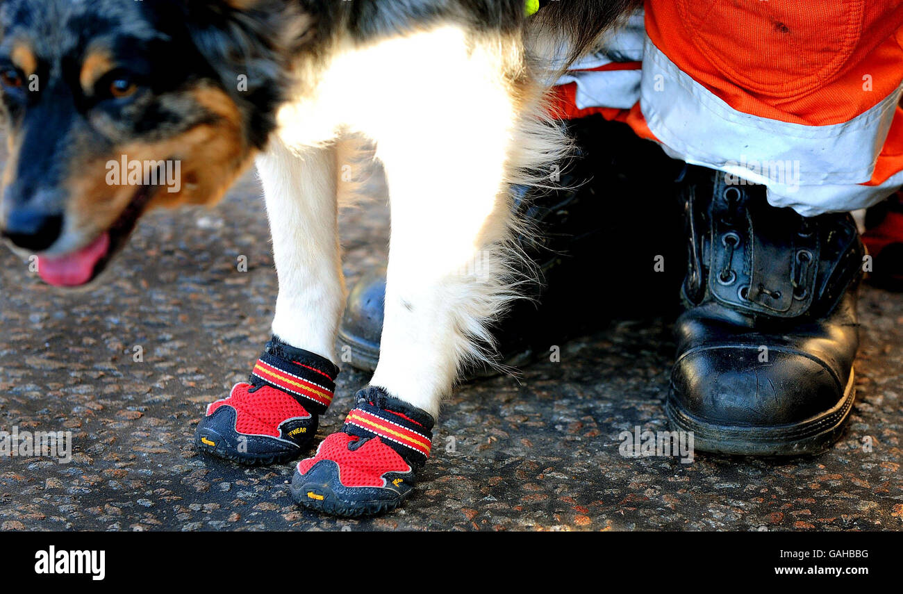 Collie Gemma, part of an elite new canine squad, wears protective pads ...