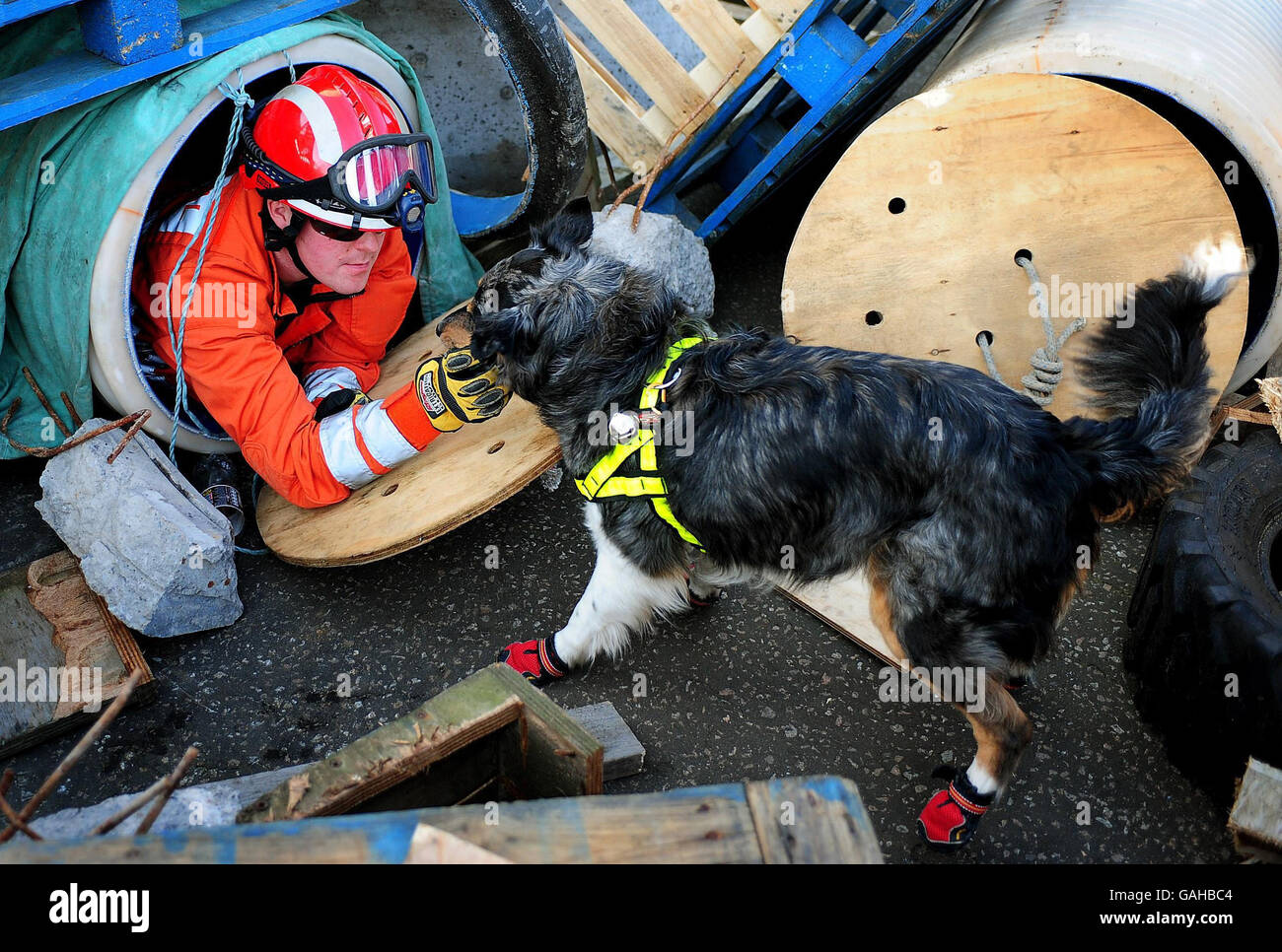 Collie Gemma, part of a new elite canine squad, during a mock rescue at ...