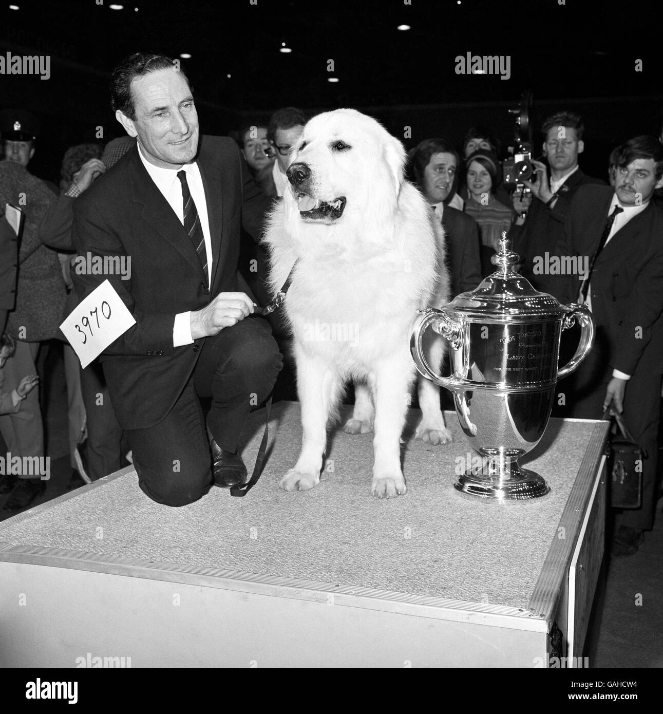 Bergerie Knur nicknamed Grant after a family friend still had a scar on ...