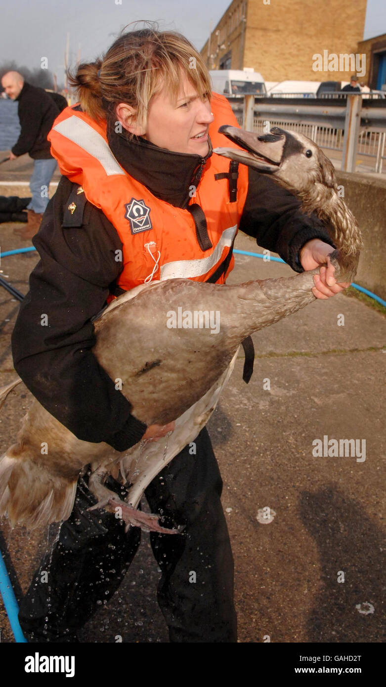 RSPCA Inspector Andrea Middleton rescues an oil covered swan from ...
