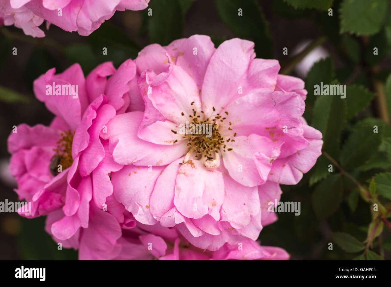 Colorful flowers in bloom Stock Photo - Alamy