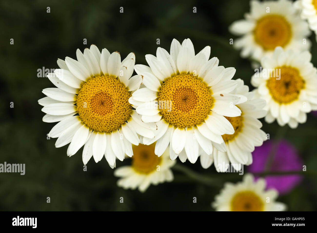 Colorful flowers hi-res stock photography and images - Alamy